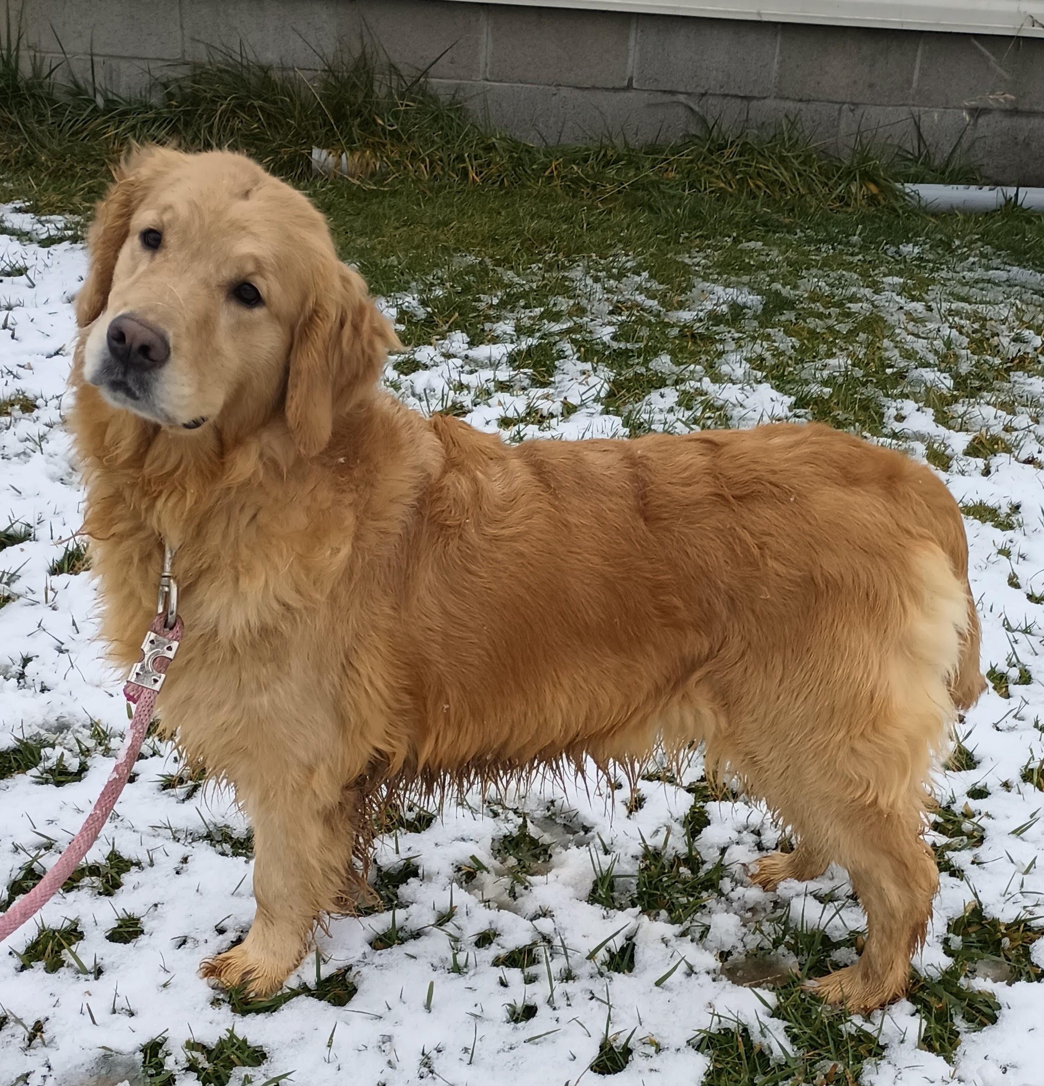 Star Country Goldens – Golden Retriever Puppies