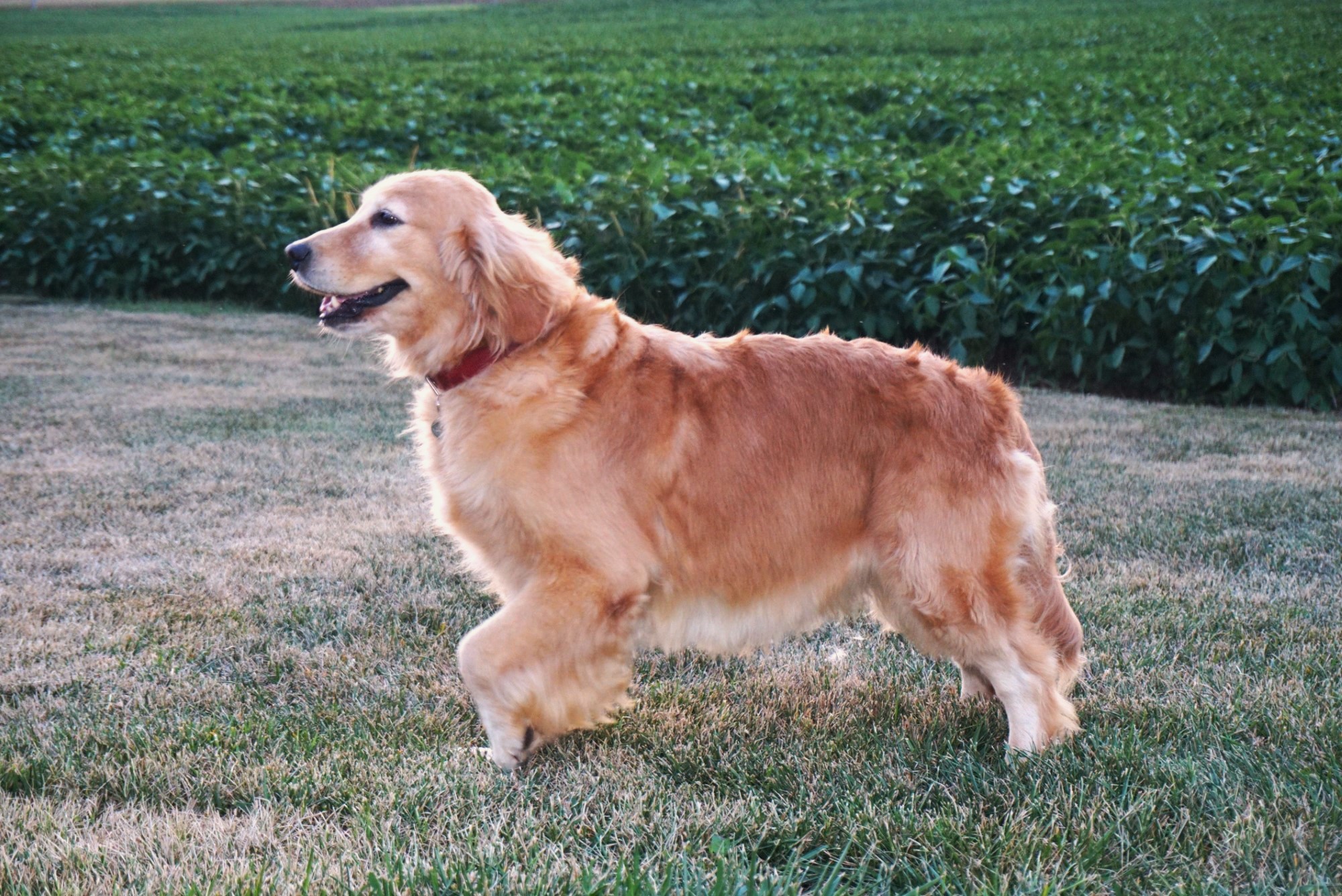 Star Country Goldens – Golden Retriever Puppies
