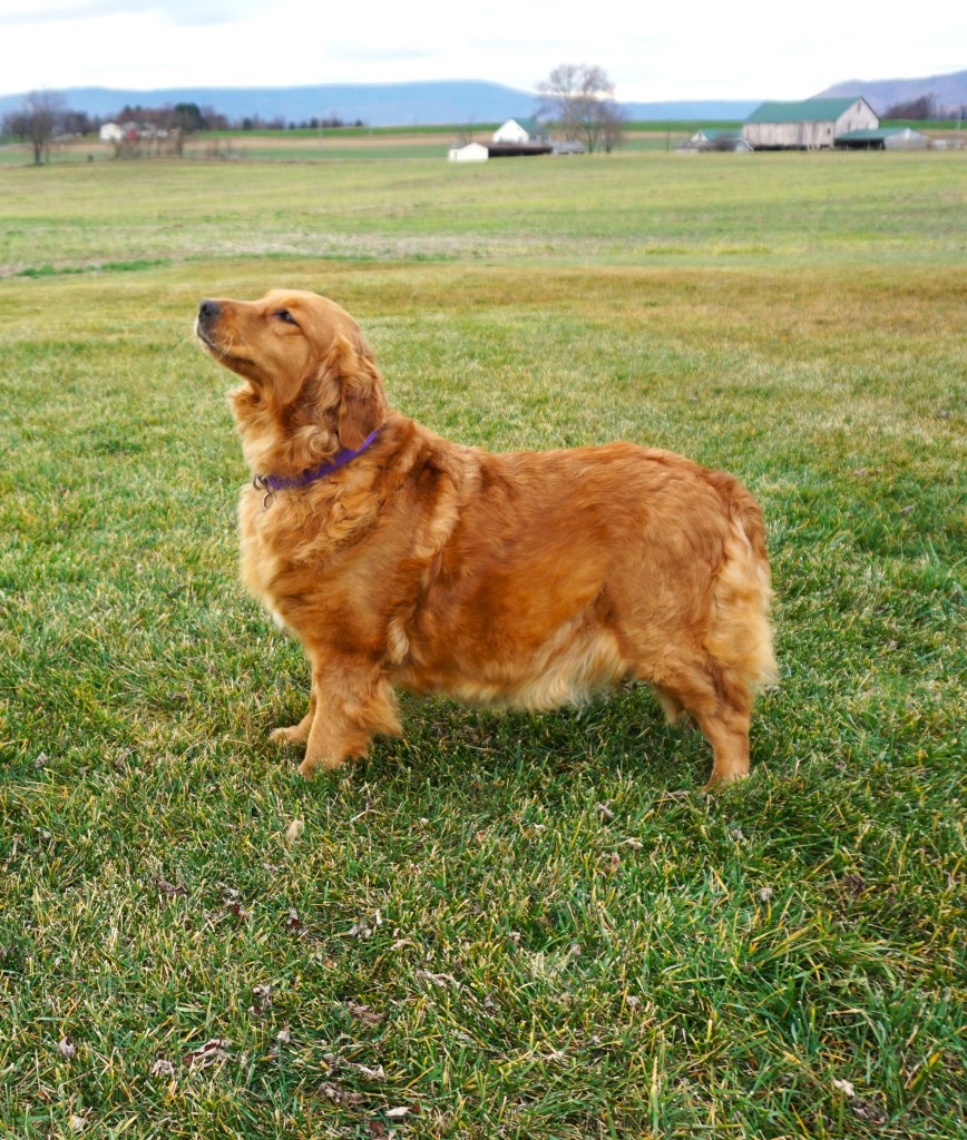 Star Country Goldens – Golden Retriever Puppies