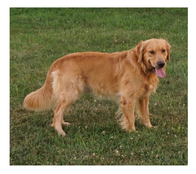 Star Country Goldens – Golden Retriever Puppies